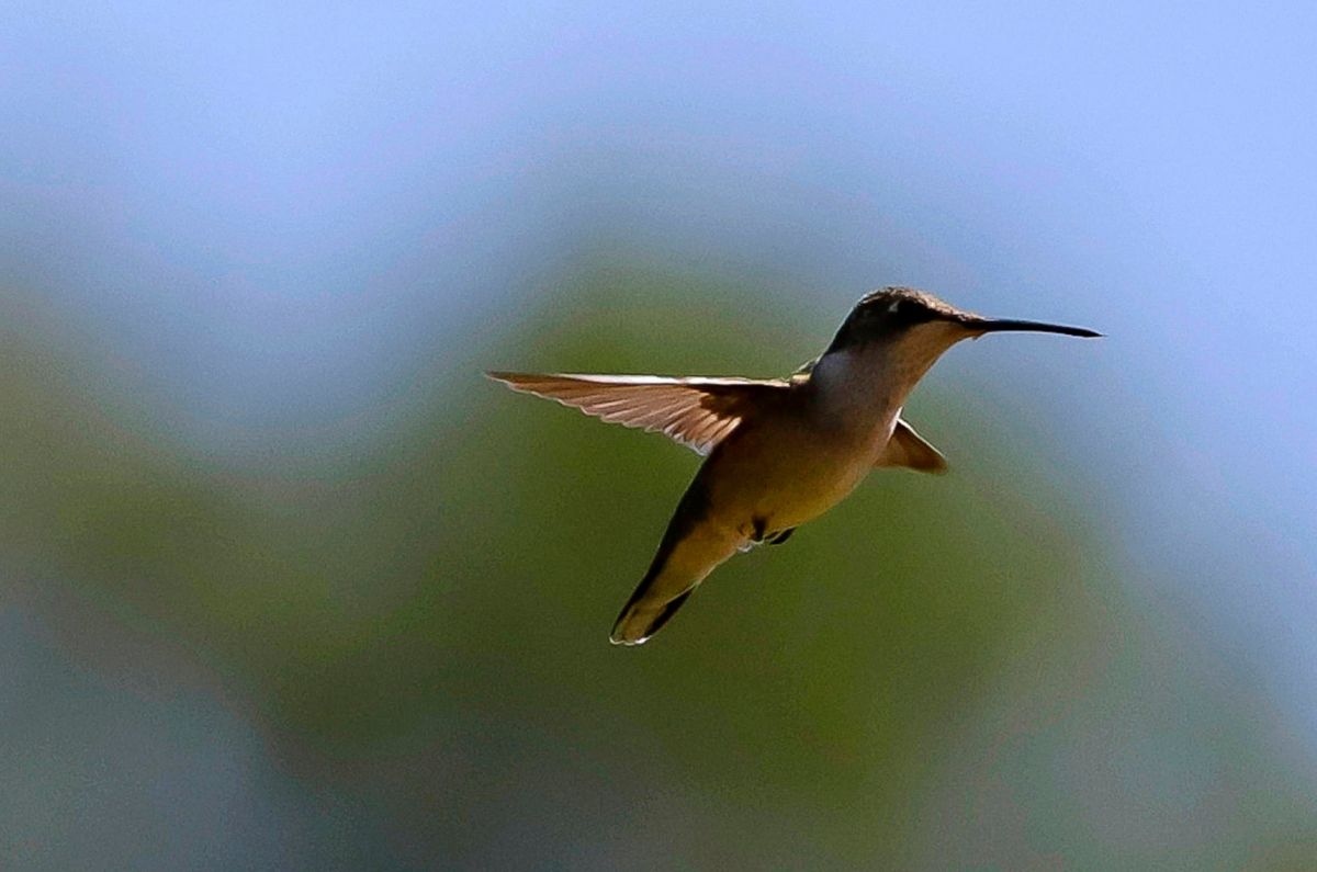 crean-santuario-para-proteger-al-colibri-en-mexico-1