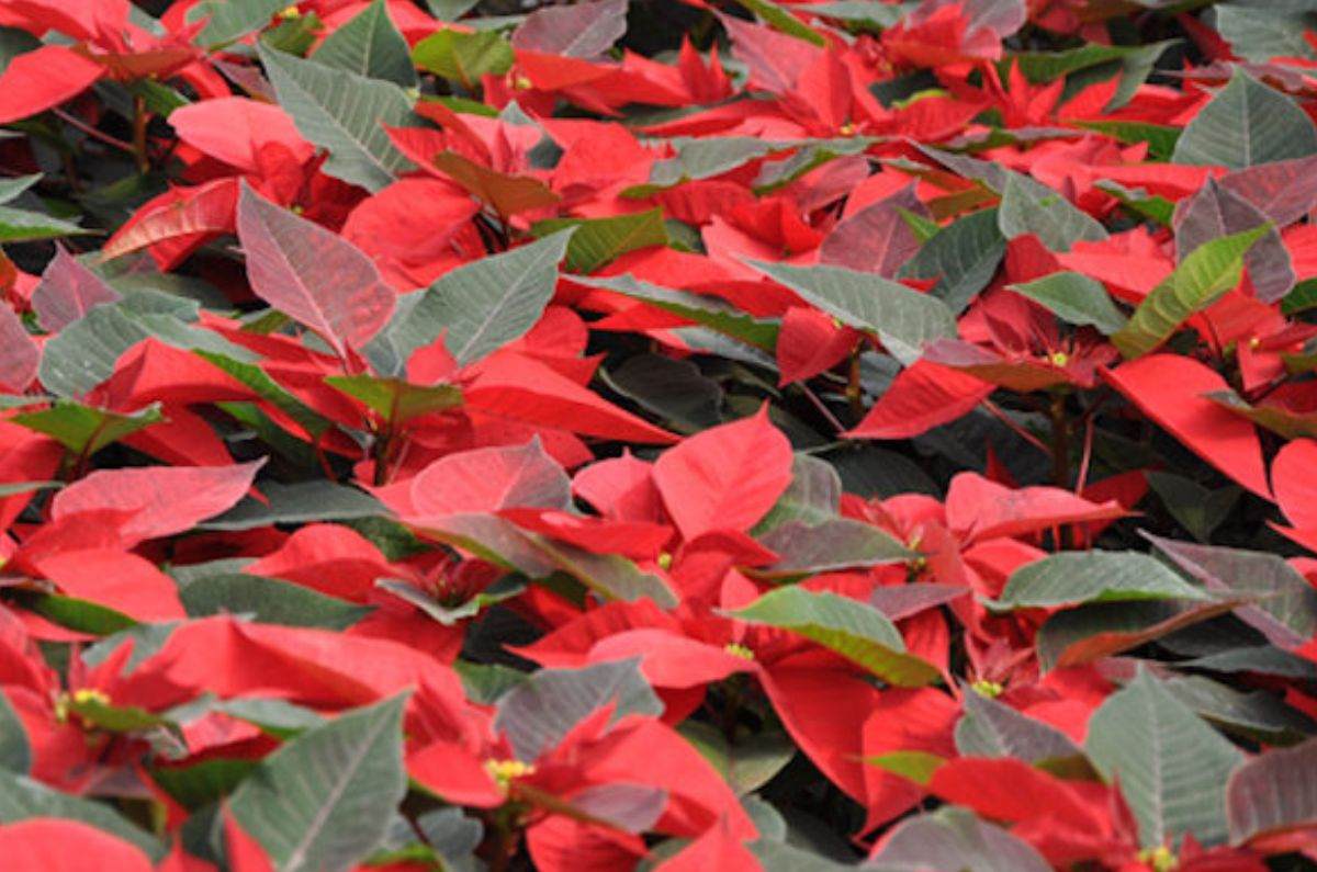 la-flor-de-nochebuena-cual-es-su-origen-y-significado1